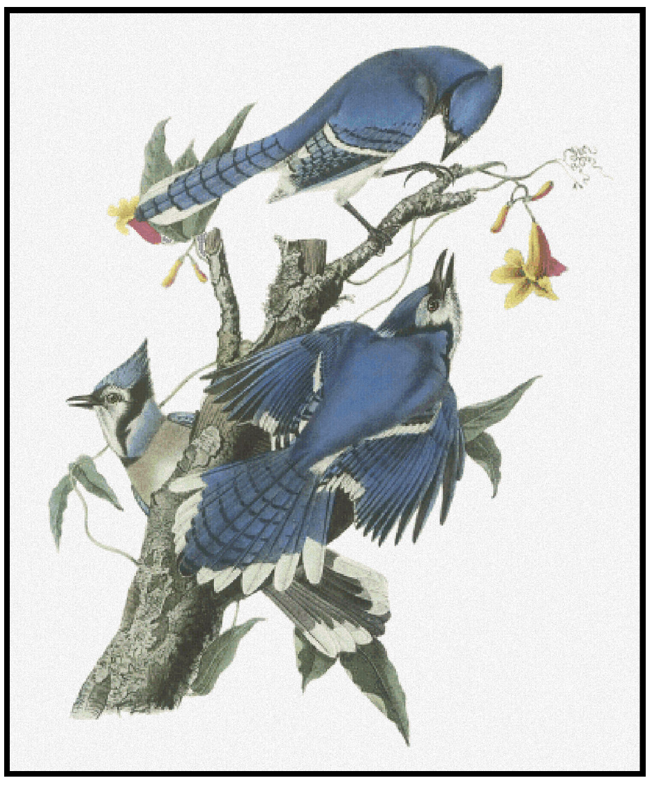 Blue Jay - John James Audubon Cross Stitch Pattern – Craft Hatchery