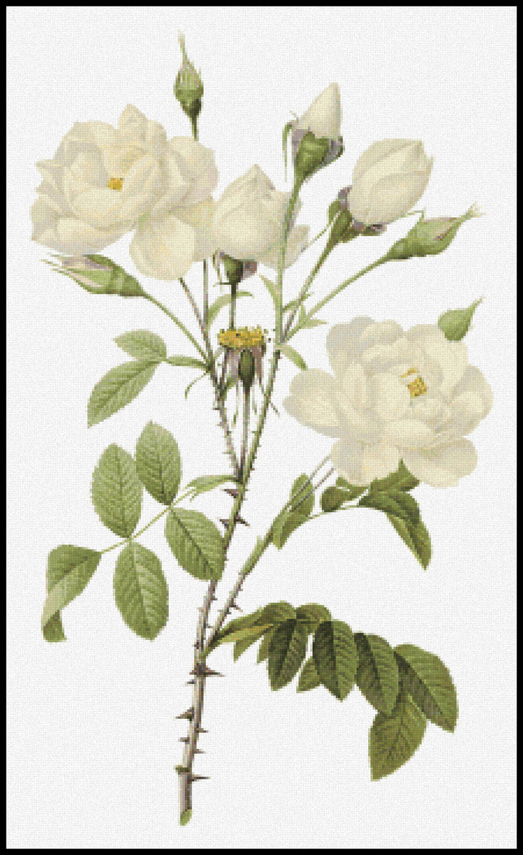 Rosa Campanulata alba Pierre-Joseph Redoute Cross Stitch Pattern ...